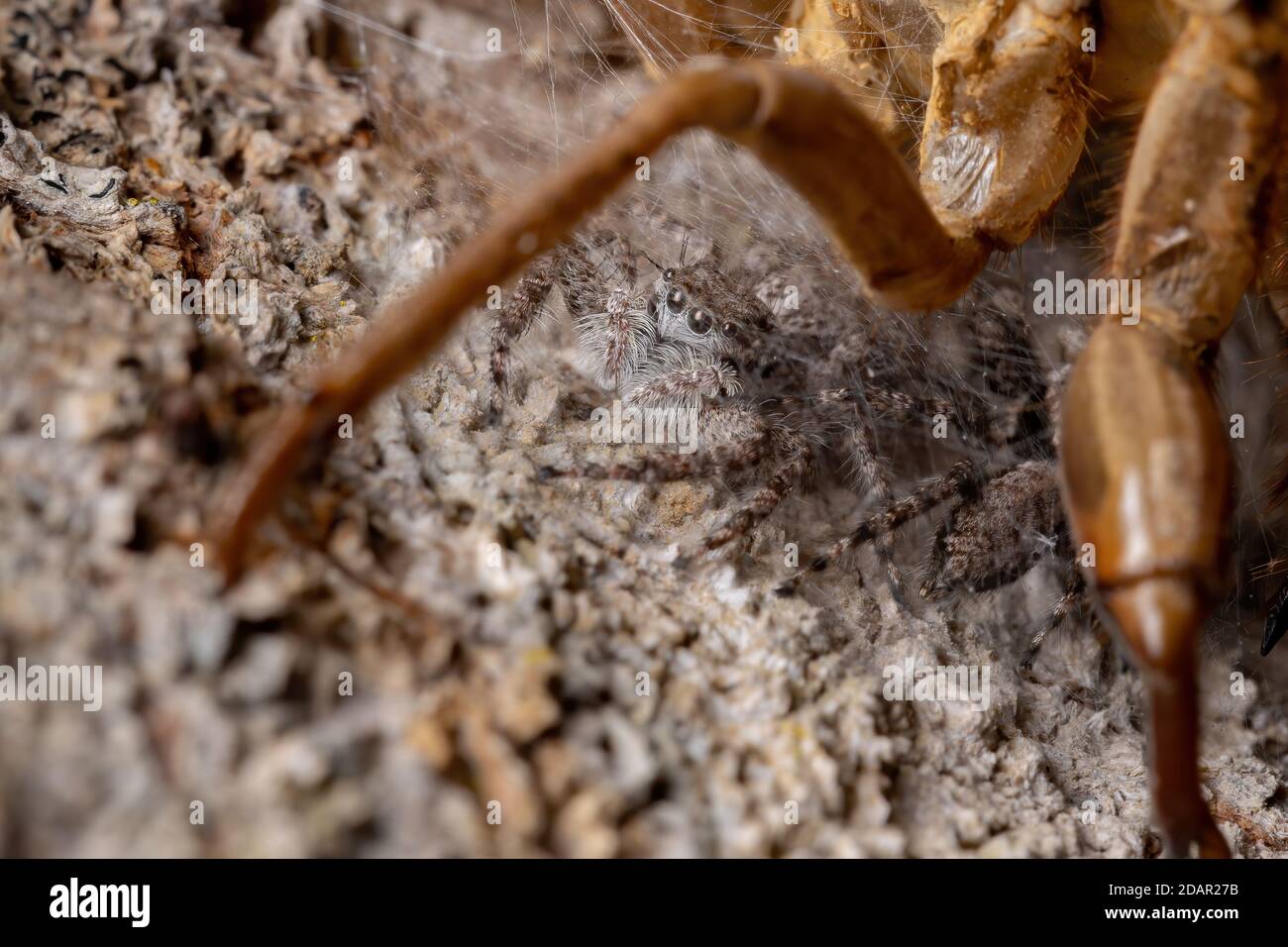 Couple of jumping spiders of the species Platycryptus magnus below a ...