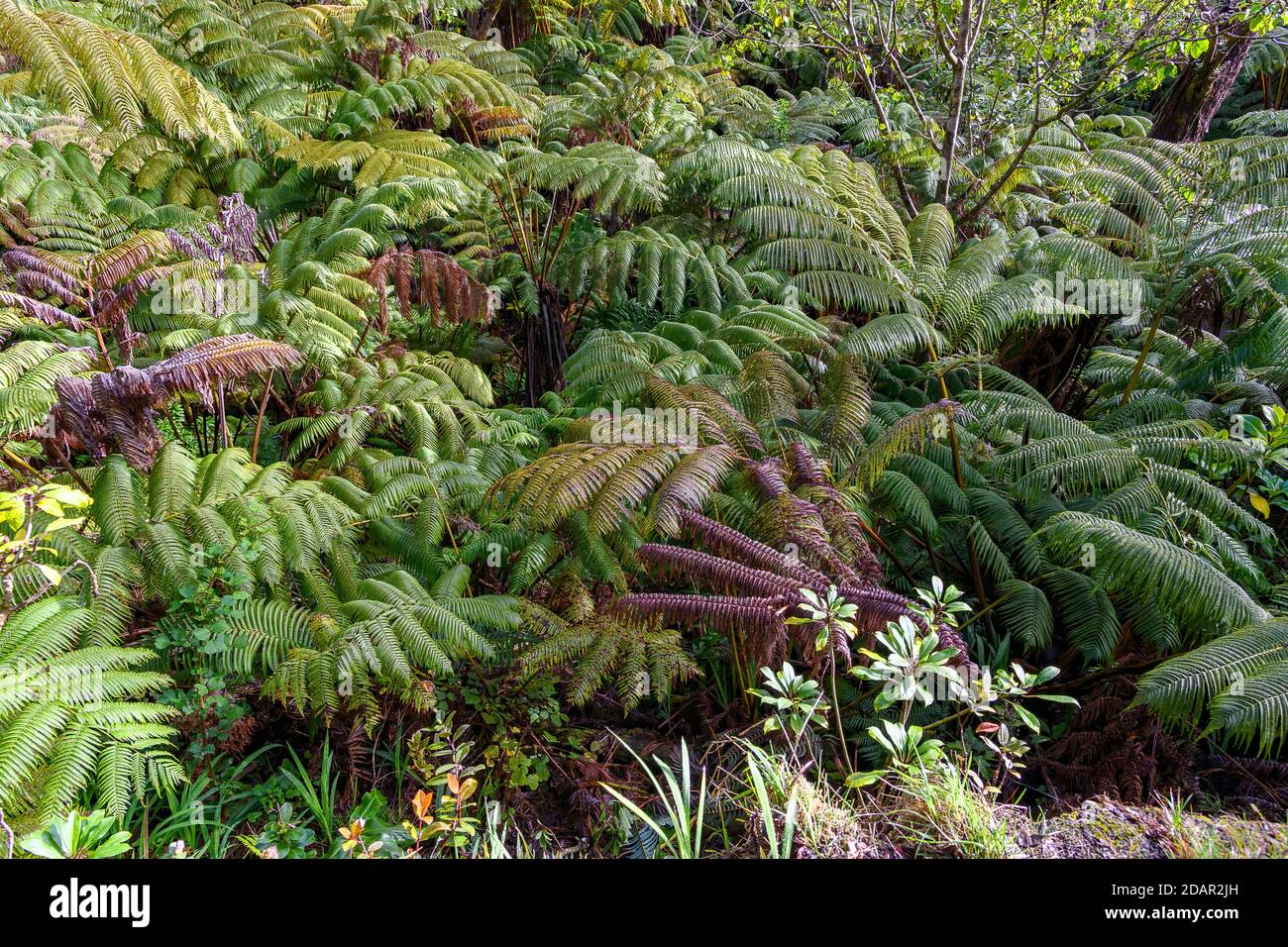 Forest of tree ferns, Hawai'i Volcanoes National Park, Big Island ...
