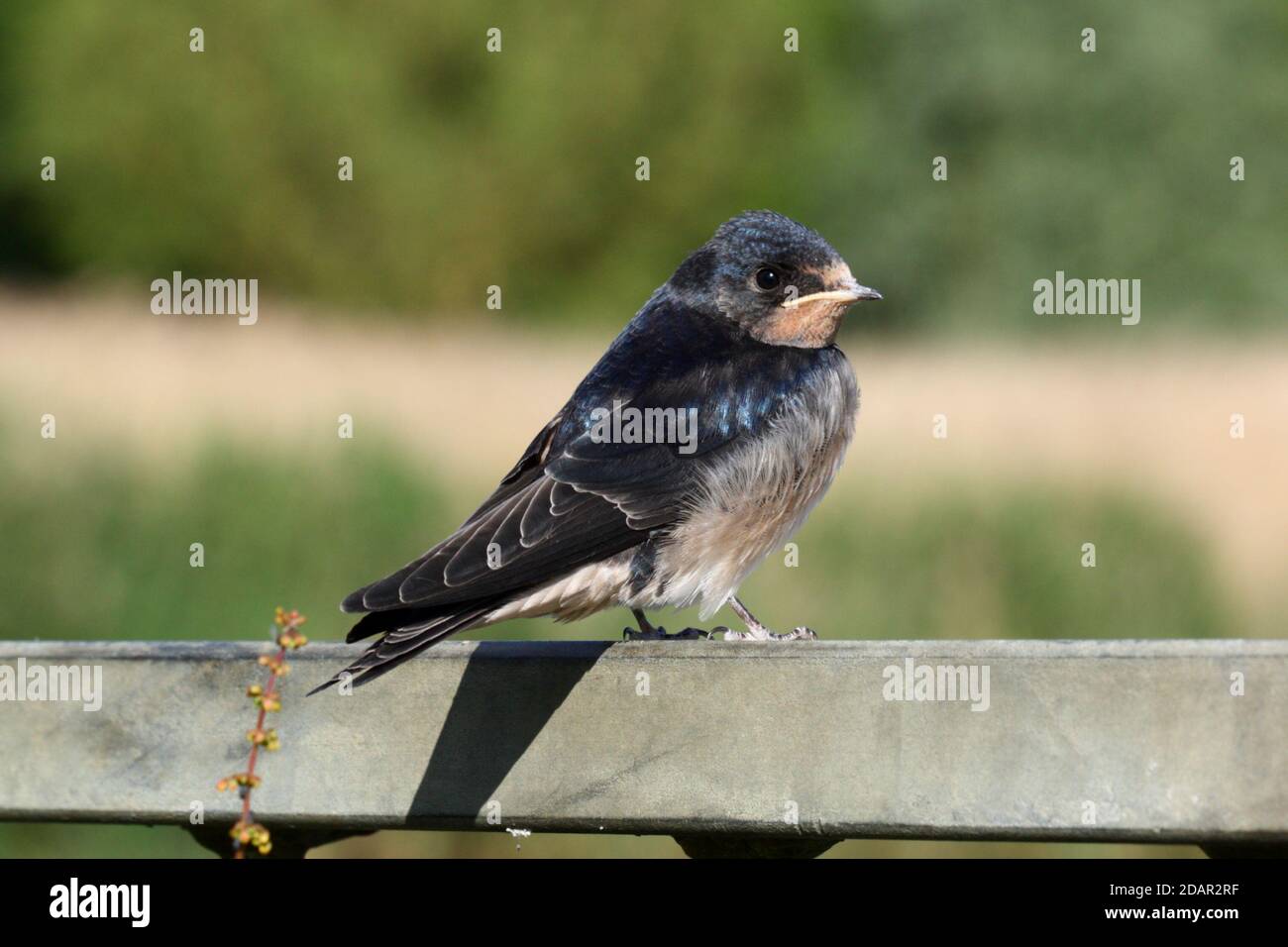 Biodiversity of british birds hi-res stock photography and images - Alamy