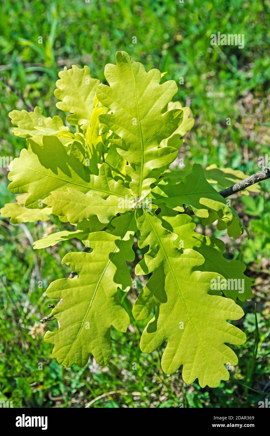 Small oak sprout in garden. Sapling oak illuminated by side light on ...