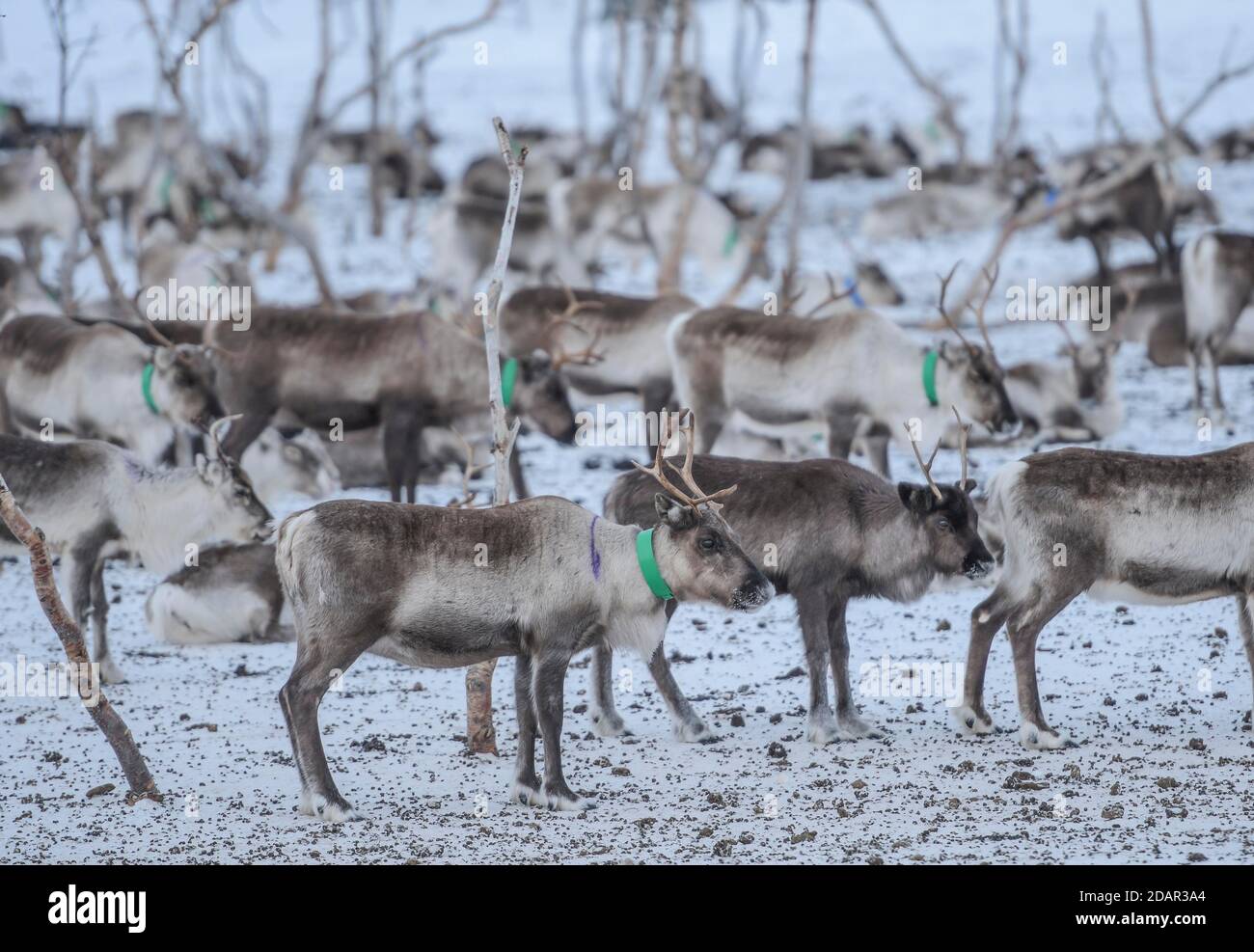 Reindeer (Rangifer tarandus) in breeding animals in enclosure, Rokland ...