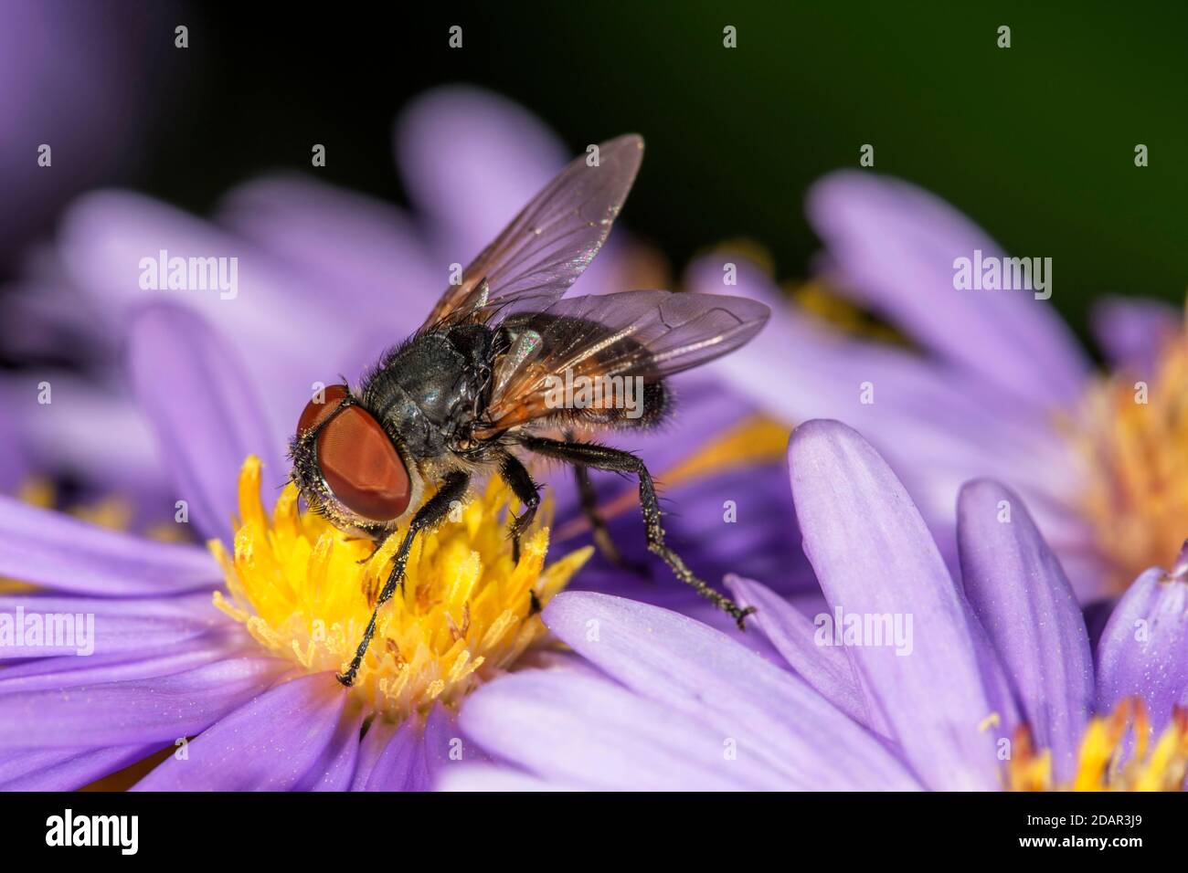 Parasite fly hi-res stock photography and images - Alamy
