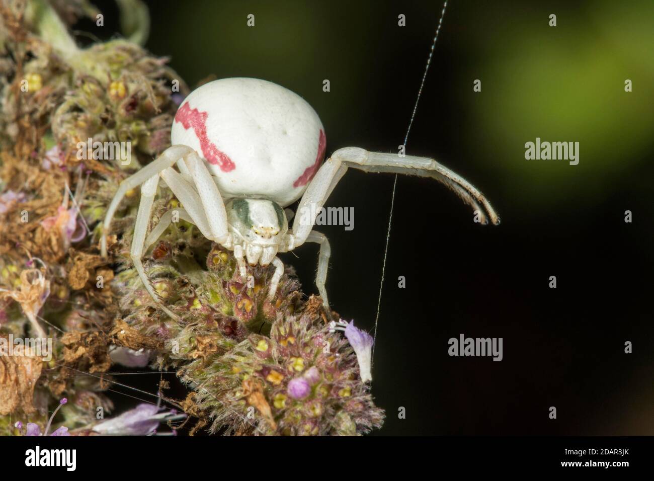 Goldenrod crab spider (Misumena vatia) in catching position on a ...