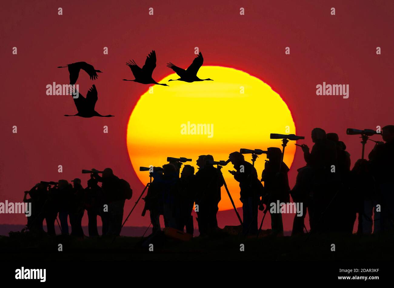 Nartur friends with telescopes in front of setting sun, cranes flying ...