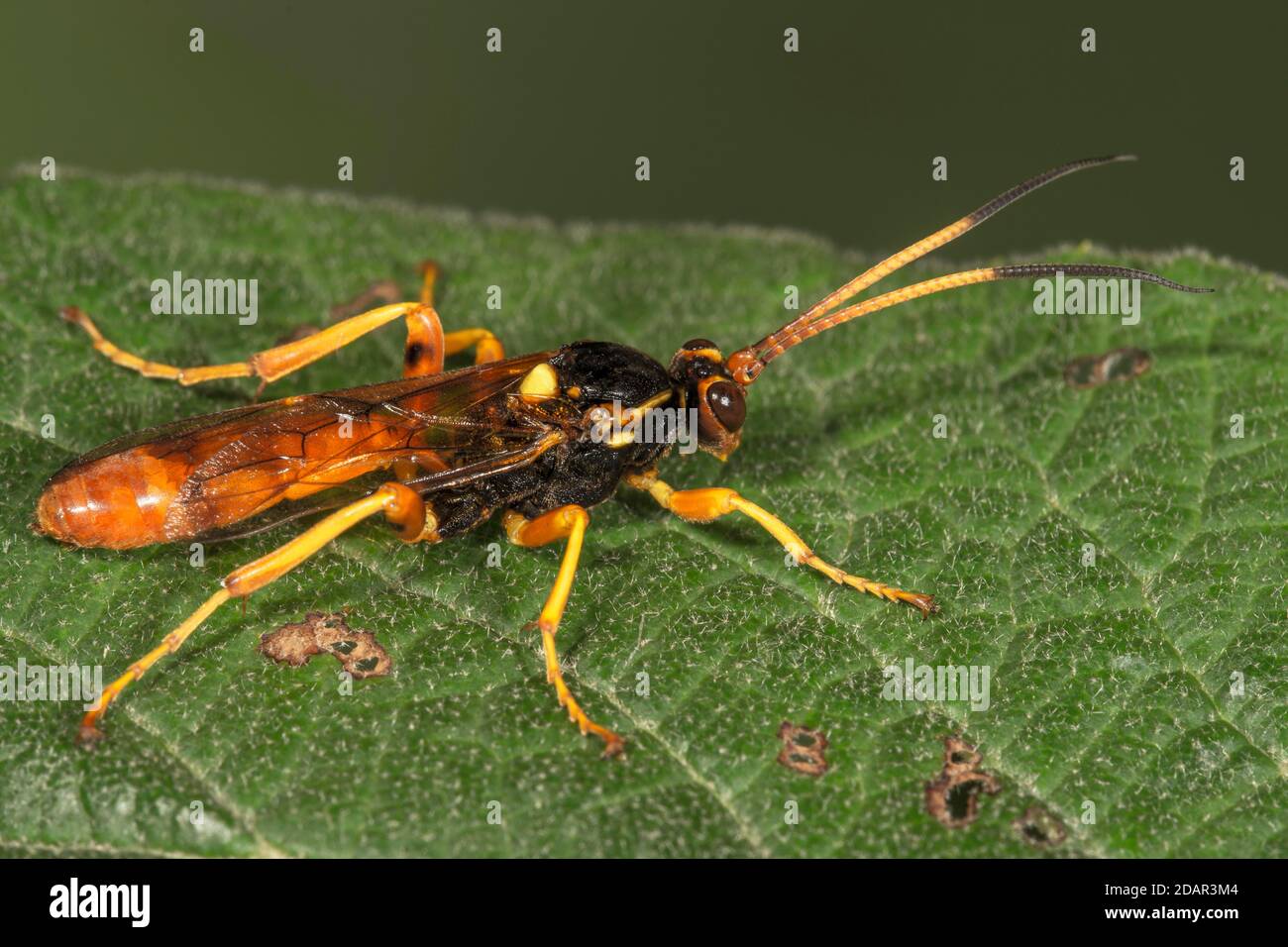 Ichneumon fly hi-res stock photography and images - Alamy