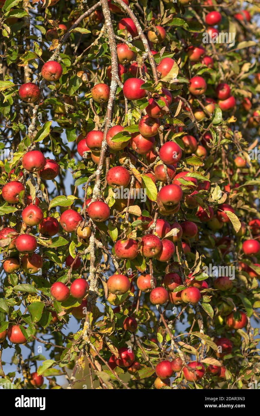 Mature red apples (Malus) hang on Apple tree, Bavaria, Germany Stock Photo - Alamy