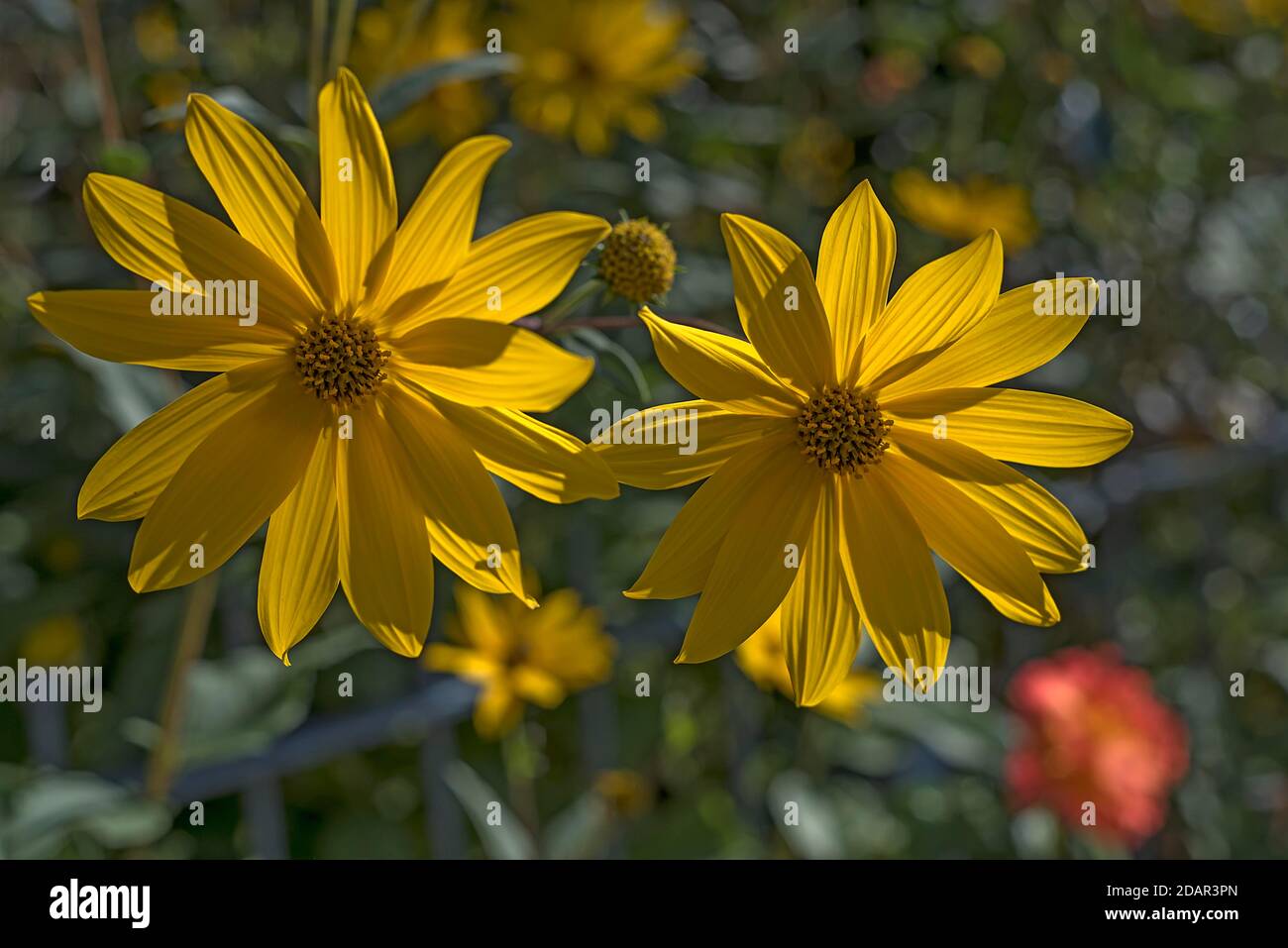 Helianthus tuberosus hi-res stock photography and images - Alamy
