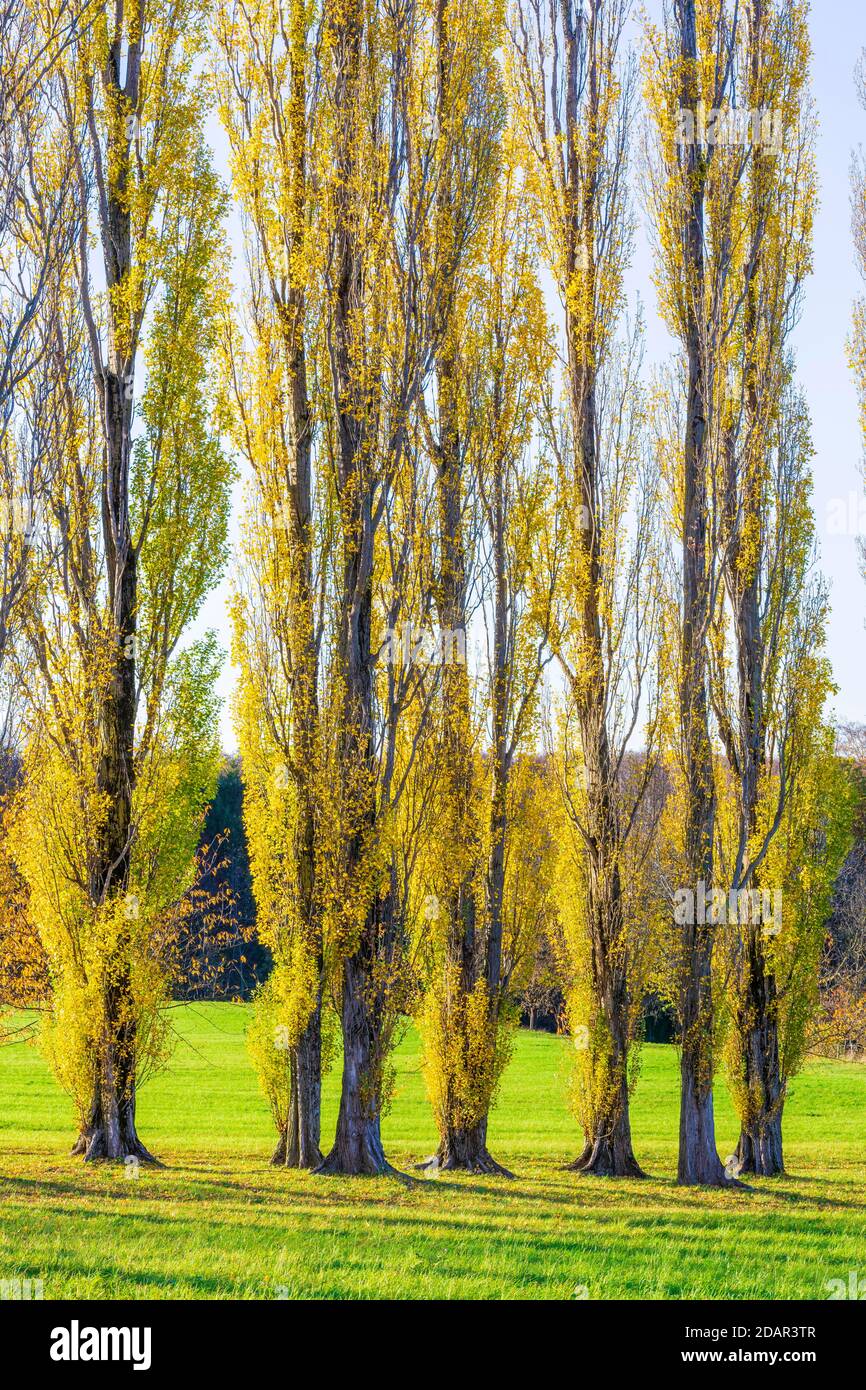 Columnar poplar avenue, pyramid poplar, pyramid poplar (Populus nigra ...