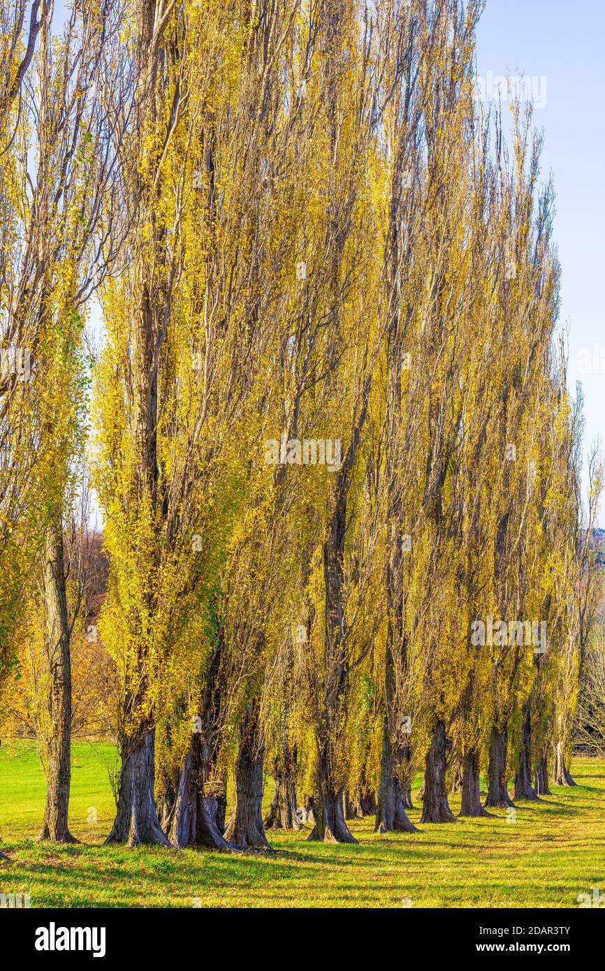 Columnar poplar avenue, pyramid poplar, pyramid poplar (Populus nigra ...