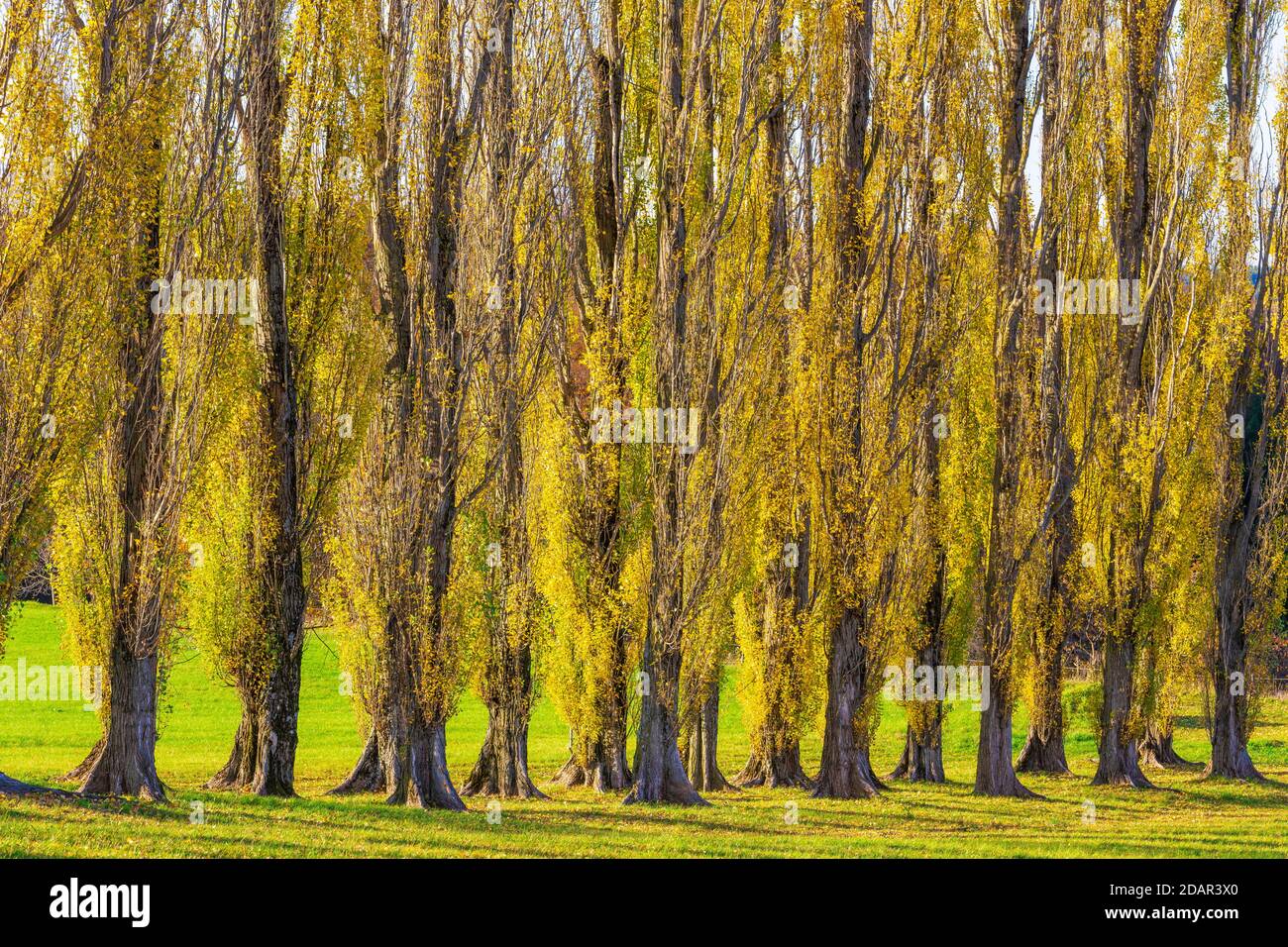 Columnar poplar avenue, pyramid poplar, pyramid poplar (Populus nigra ...