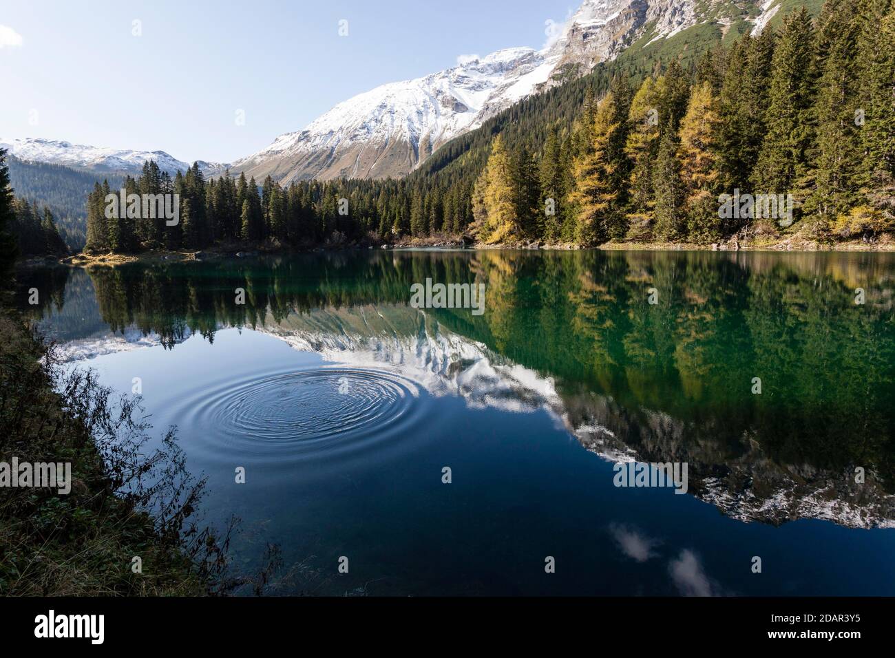 Autumnal larch forest at Obernberger See, Tyrol, Austria Stock Photo ...