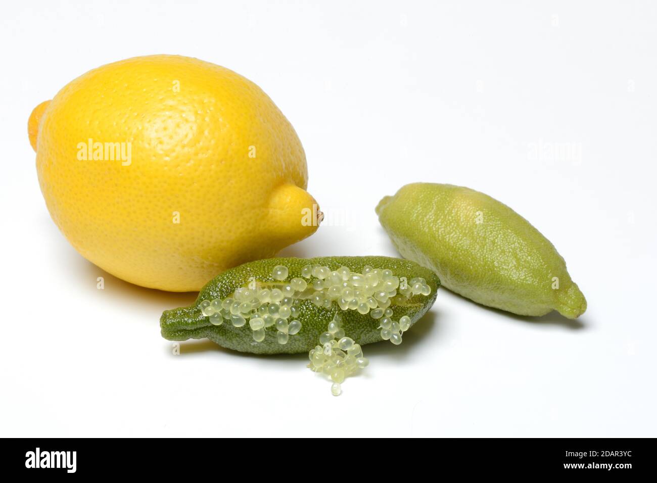 Finger lime microcitrus australasica hi-res stock photography and ...