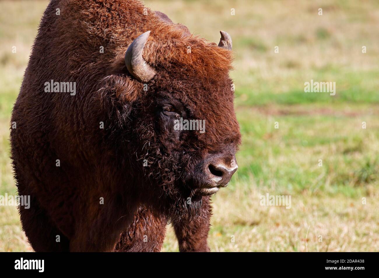 Bison bull head hi-res stock photography and images - Alamy