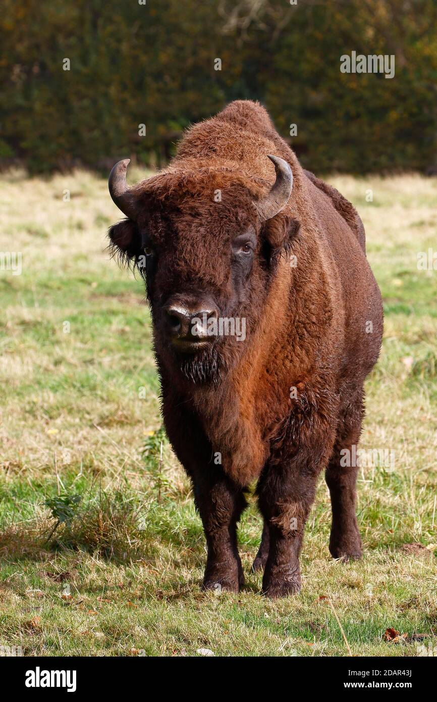 Bison, European bison (Bison bonasus) Bulle, Germany Stock Photo - Alamy
