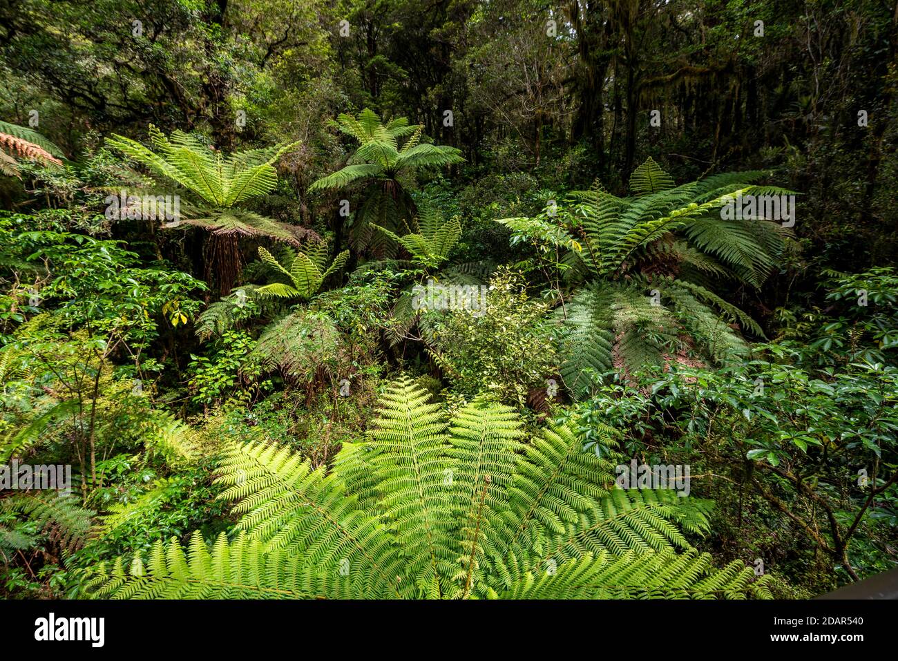New Zealand rainforest, tree ferns (Cyatheales), Fiordland National ...