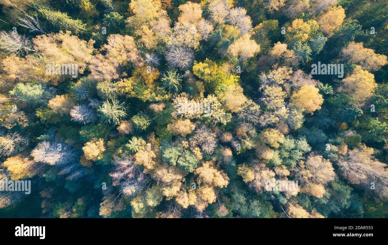 Aerial top view autumn forest, Texture of forest view from above Stock ...