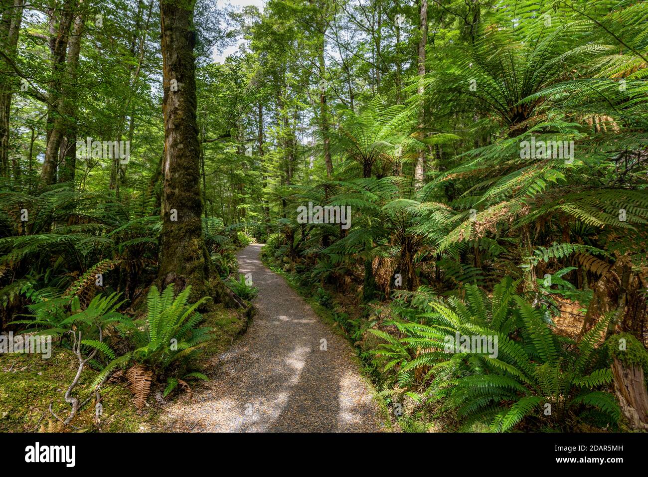 Hiking trail through forest, ferns and Tree ferns (Cyatheales ...