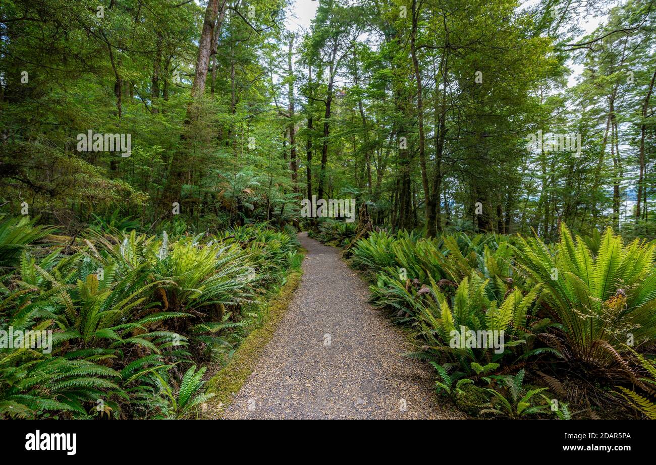 Hiking trail through forest with ferns, temperate rainforest, Kepler ...