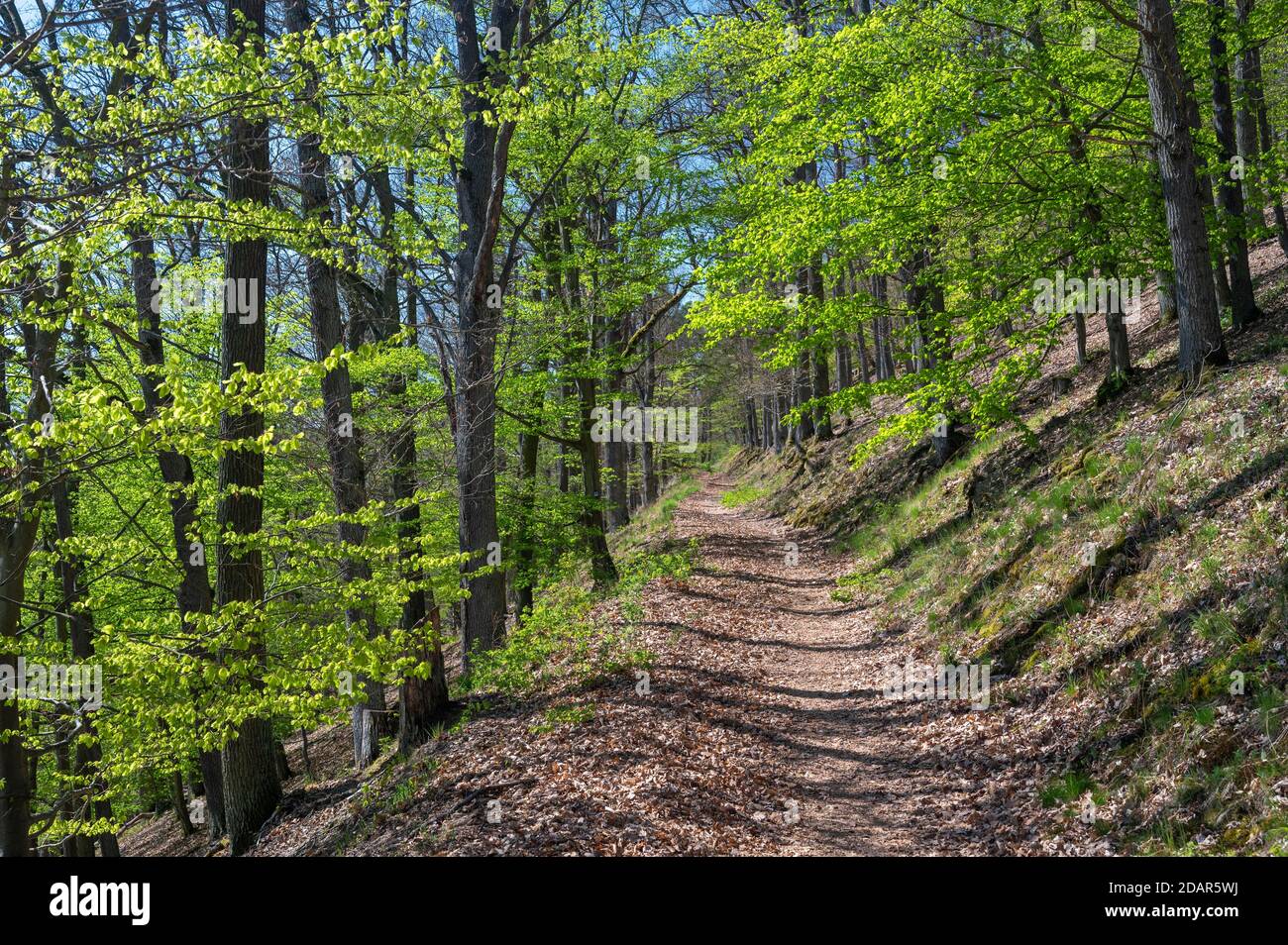 Forest path with beeches, Edersee, Kellerwald National Park, Hesse ...
