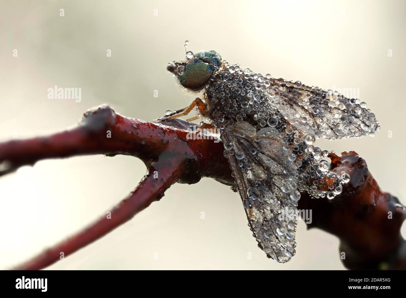 Snipe fly atherix ibis hi-res stock photography and images - Alamy
