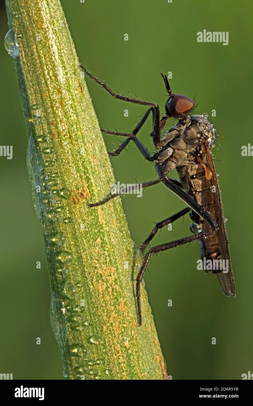 Robber fly (Asilidae) Hesse, Germany Stock Photo - Alamy
