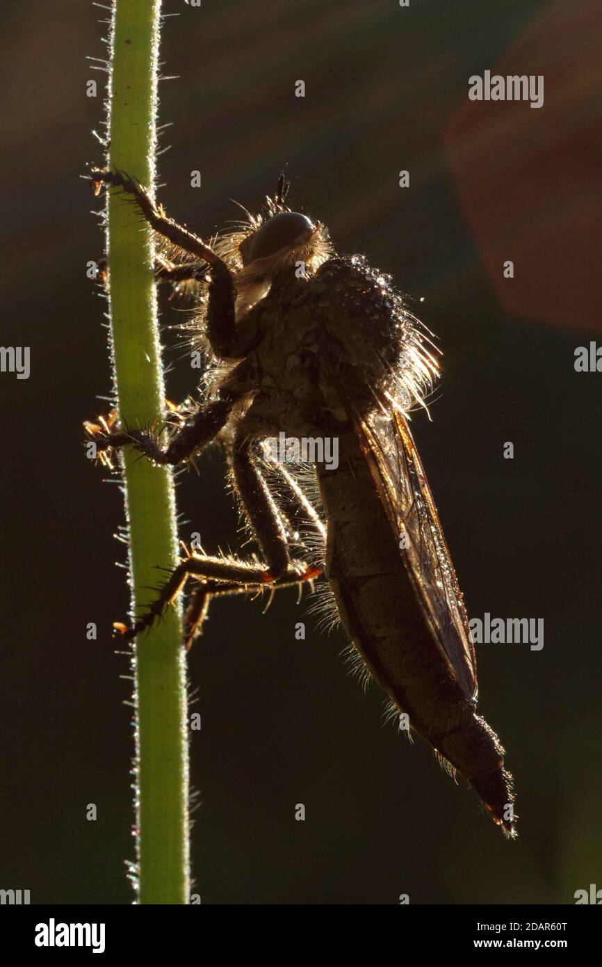 Male robber hi-res stock photography and images - Alamy