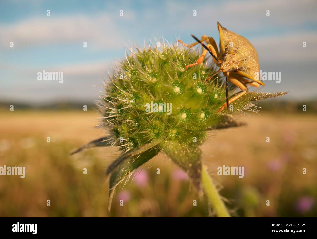 Stink Bug (Carpocoris fuscispinus), Hesse, Germany Stock Photo - Alamy