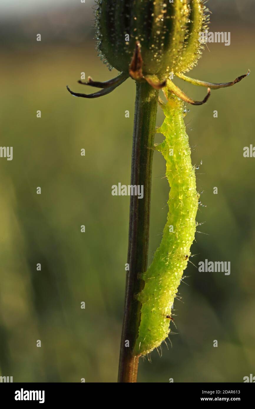 Geometer moth-caterpillar (Geometridae), Hesse, Germany Stock Photo - Alamy