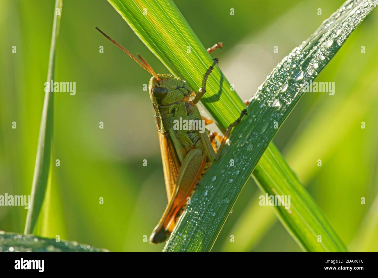 Large marsh grasshopper (Mecostethus grossus) Hesse, Germany Stock ...