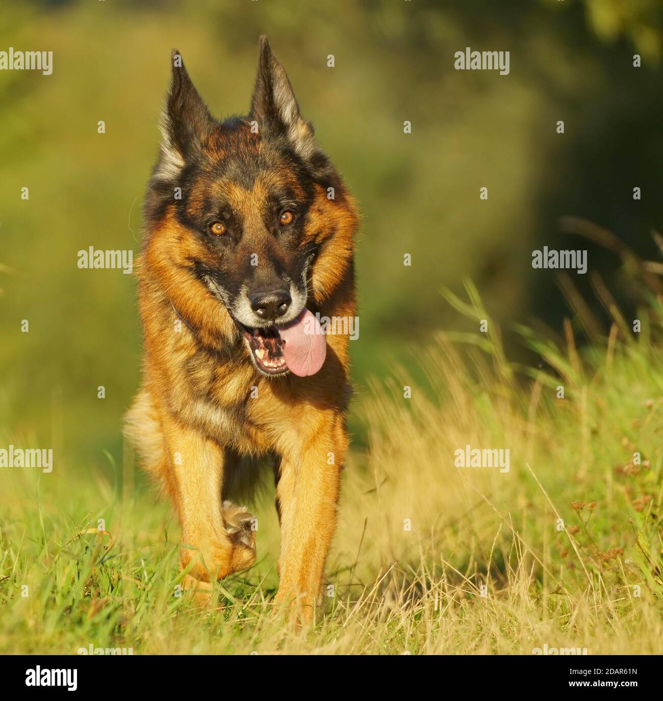 German Shepherd Dog, Germany Stock Photo - Alamy