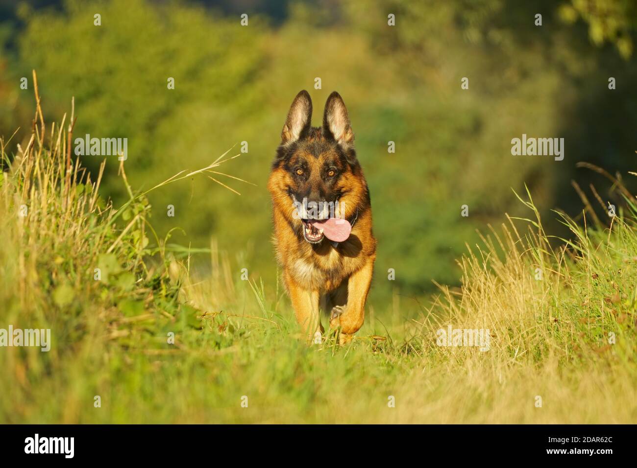 German Shepherd Dog, Germany Stock Photo - Alamy