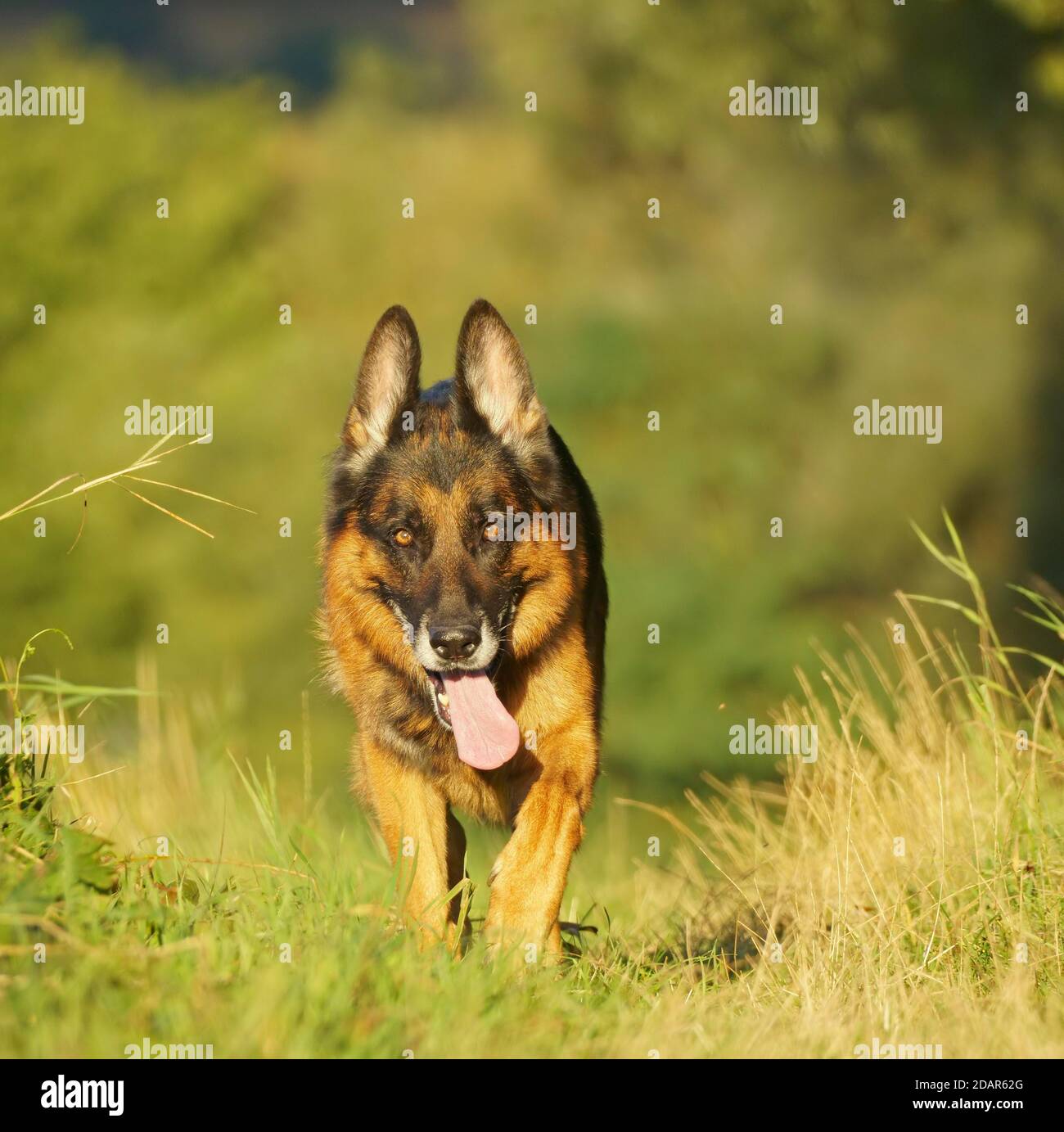 German Shepherd Dog, Germany Stock Photo - Alamy