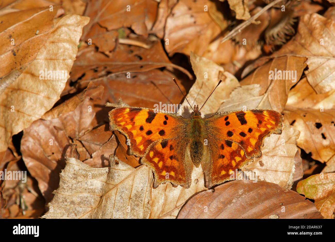Forest floor insect hi-res stock photography and images - Alamy
