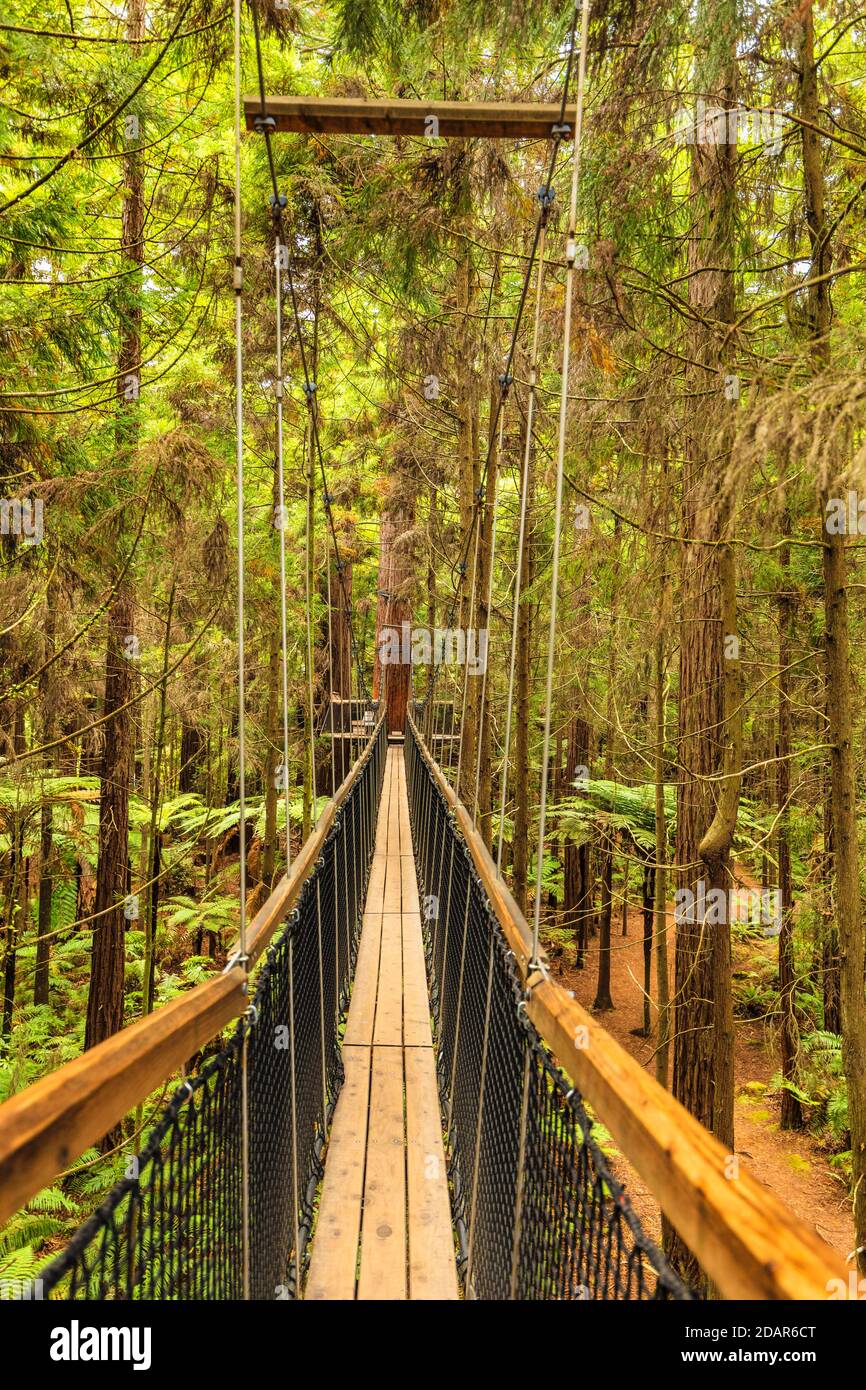 Redwood Treewalk, Oceania, Treetop Walk, Rotorua, Bay of Plenty, North ...