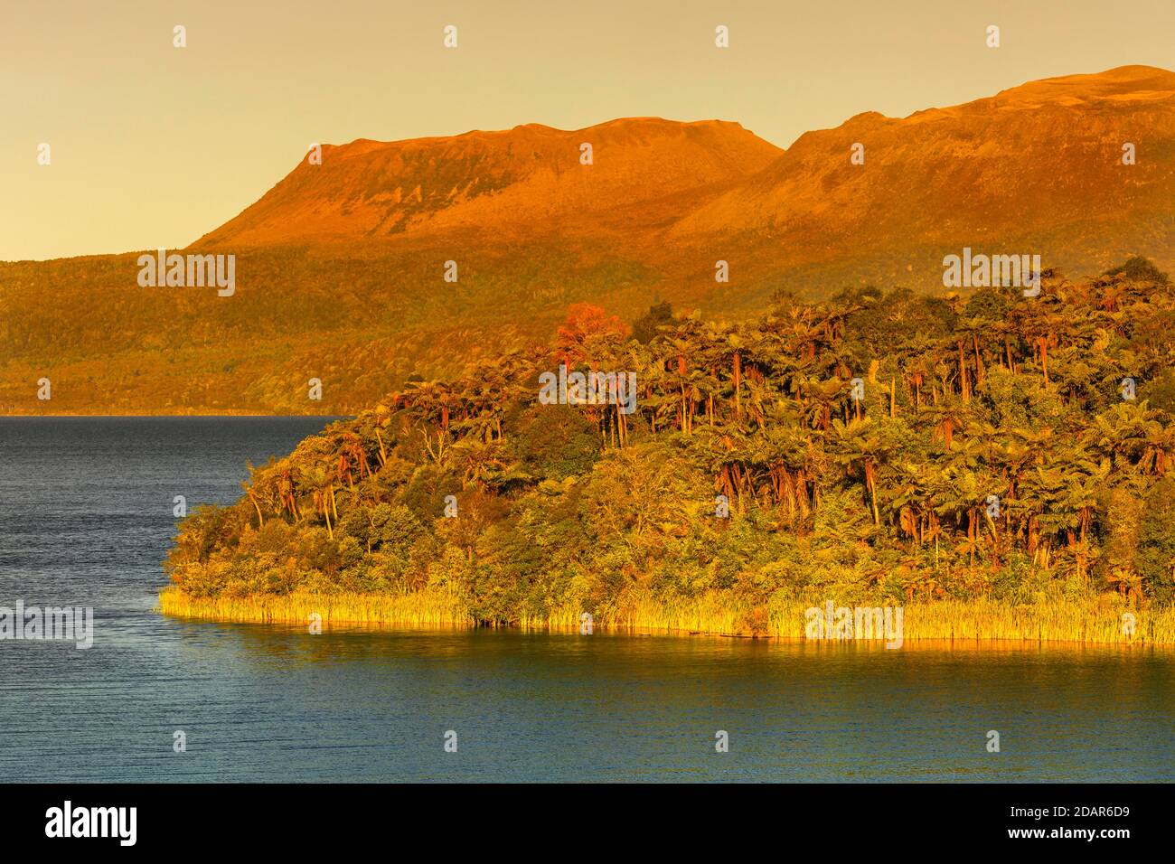 Lake Tarawera at sunset, Oceania, Rotorua, North Island, New Zealand ...