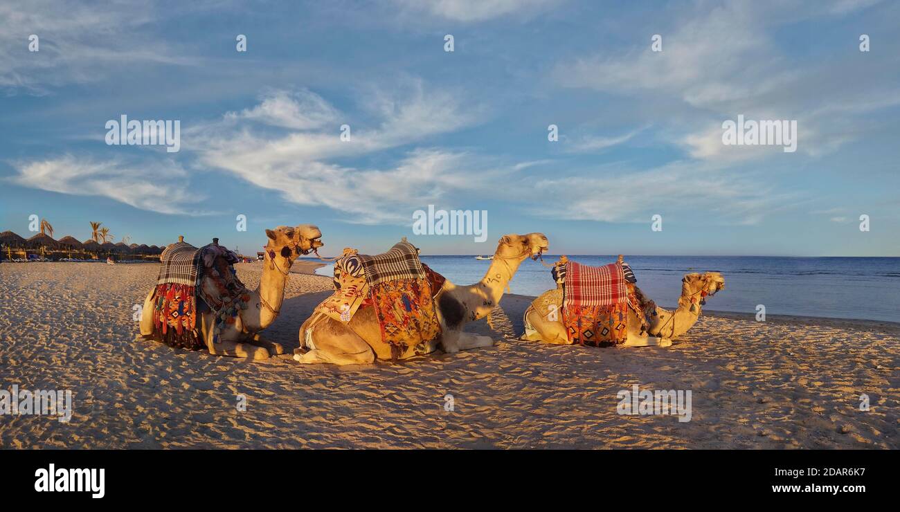 Egyptian camels hi-res stock photography and images - Alamy