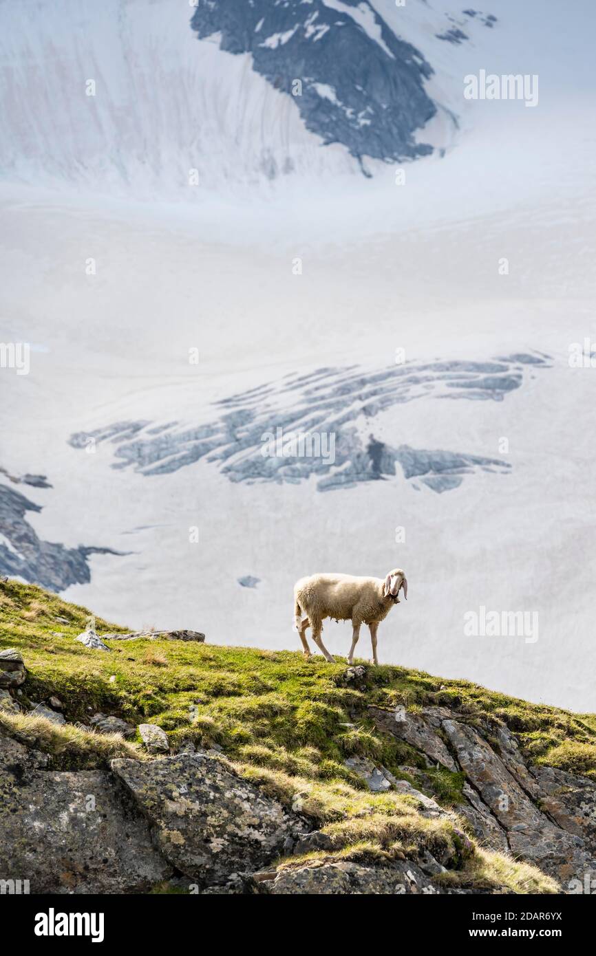 Sheep on a ledge, behind glacier Schwarzensteinkees, Zillertal Alps ...