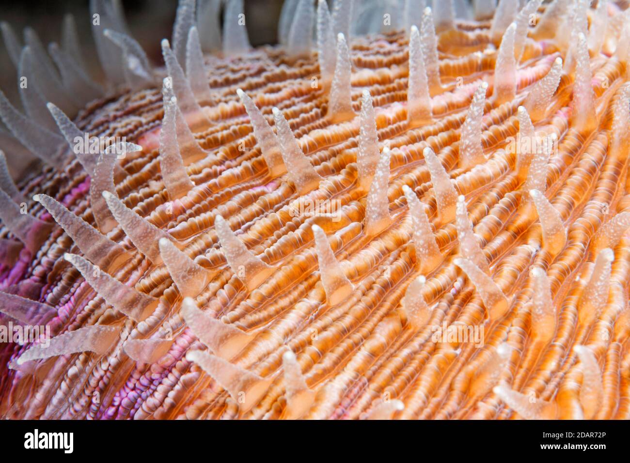 Polyps of a mushroom coral (Fungiidae) Pacific, Great Barrier Reef ...
