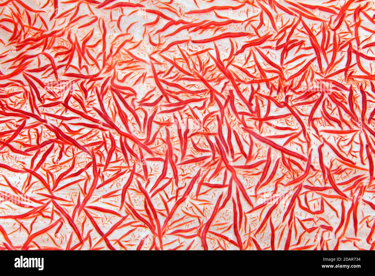 Limestone skeleton of the Klunzinger soft coral (Dendronephthya ...