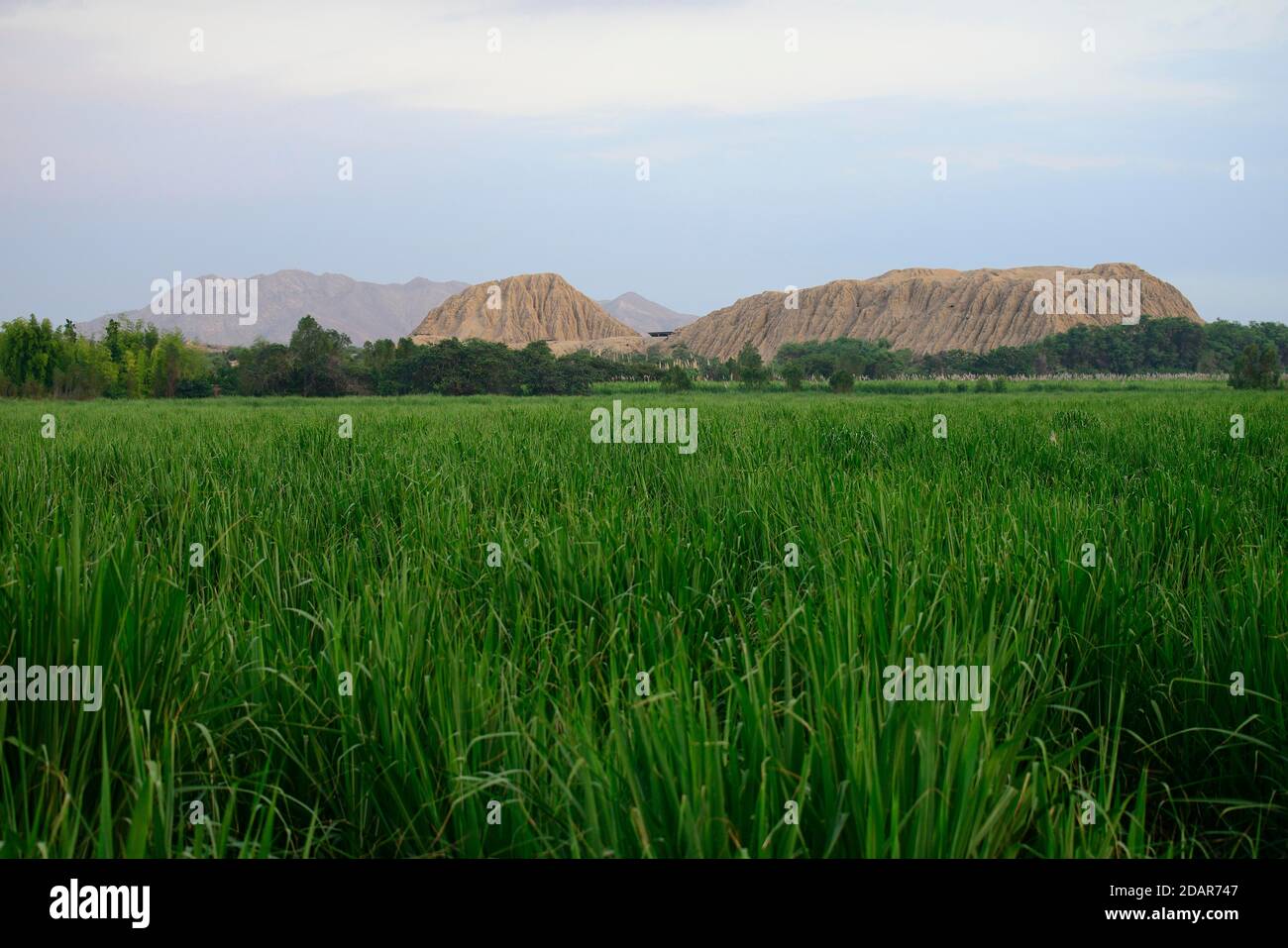 Sugar cane field in front of Huaca Rajada, pyramid made of mud bricks ...