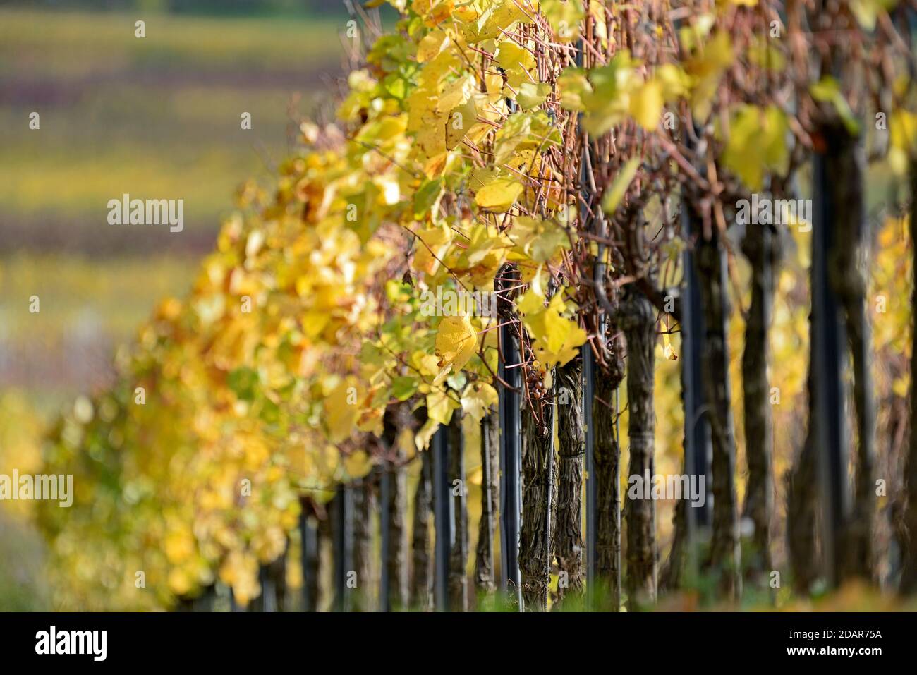 Vines vines hi-res stock photography and images - Alamy