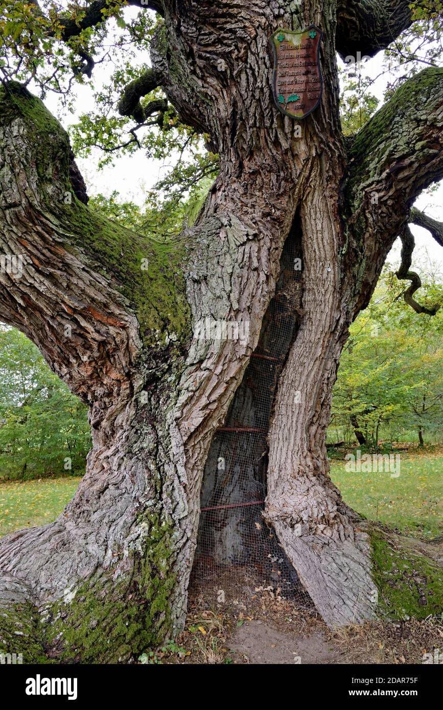 English oak (Quercus robur) Thousand-year-old oak, Oberthulba, Bavarian ...