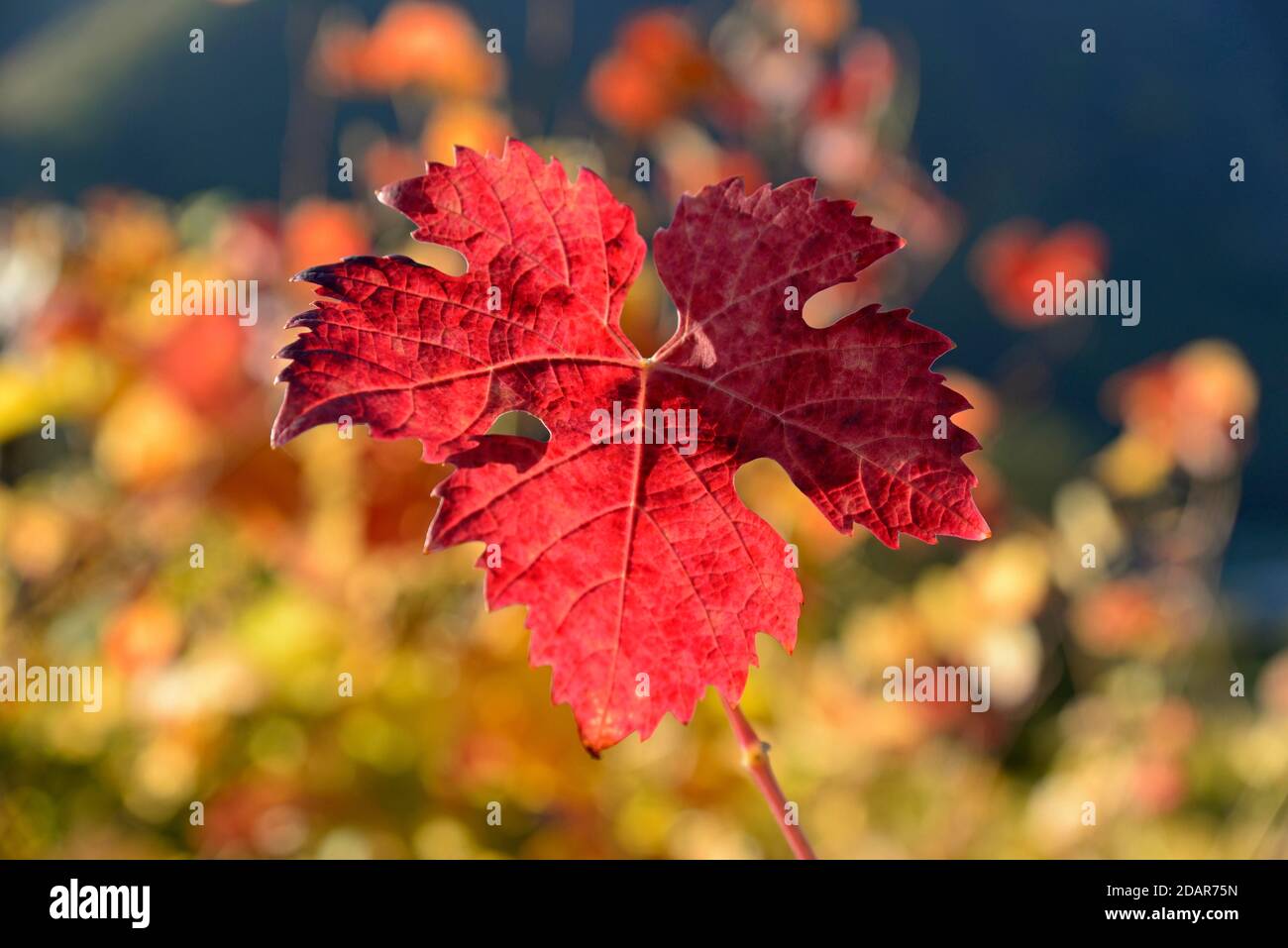 Single autumn leaf hi-res stock photography and images - Alamy
