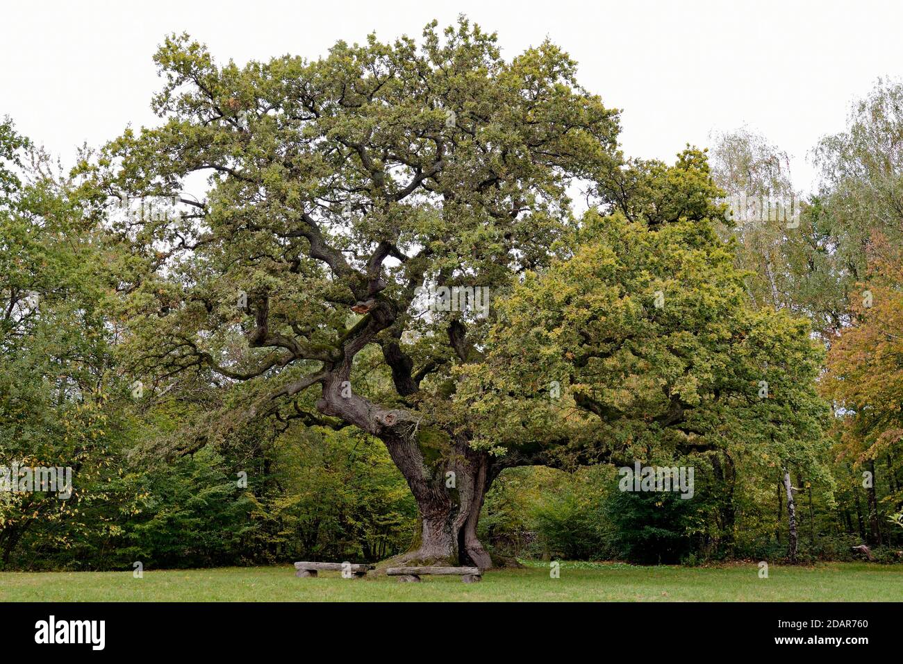 English oak (Quercus robur) Thousand-year-old oak, Oberthulba, Bavarian ...