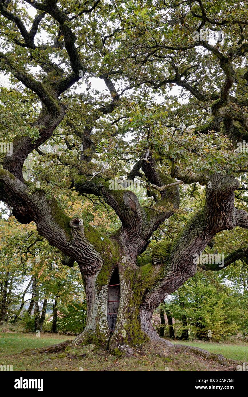 English oak (Quercus robur) Thousand-year-old oak, Oberthulba, Bavarian ...