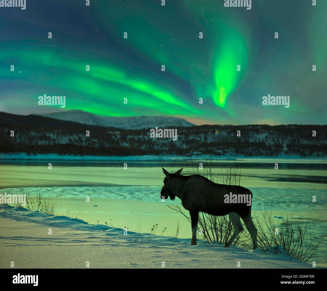 Northern lights cow hi-res stock photography and images - Alamy