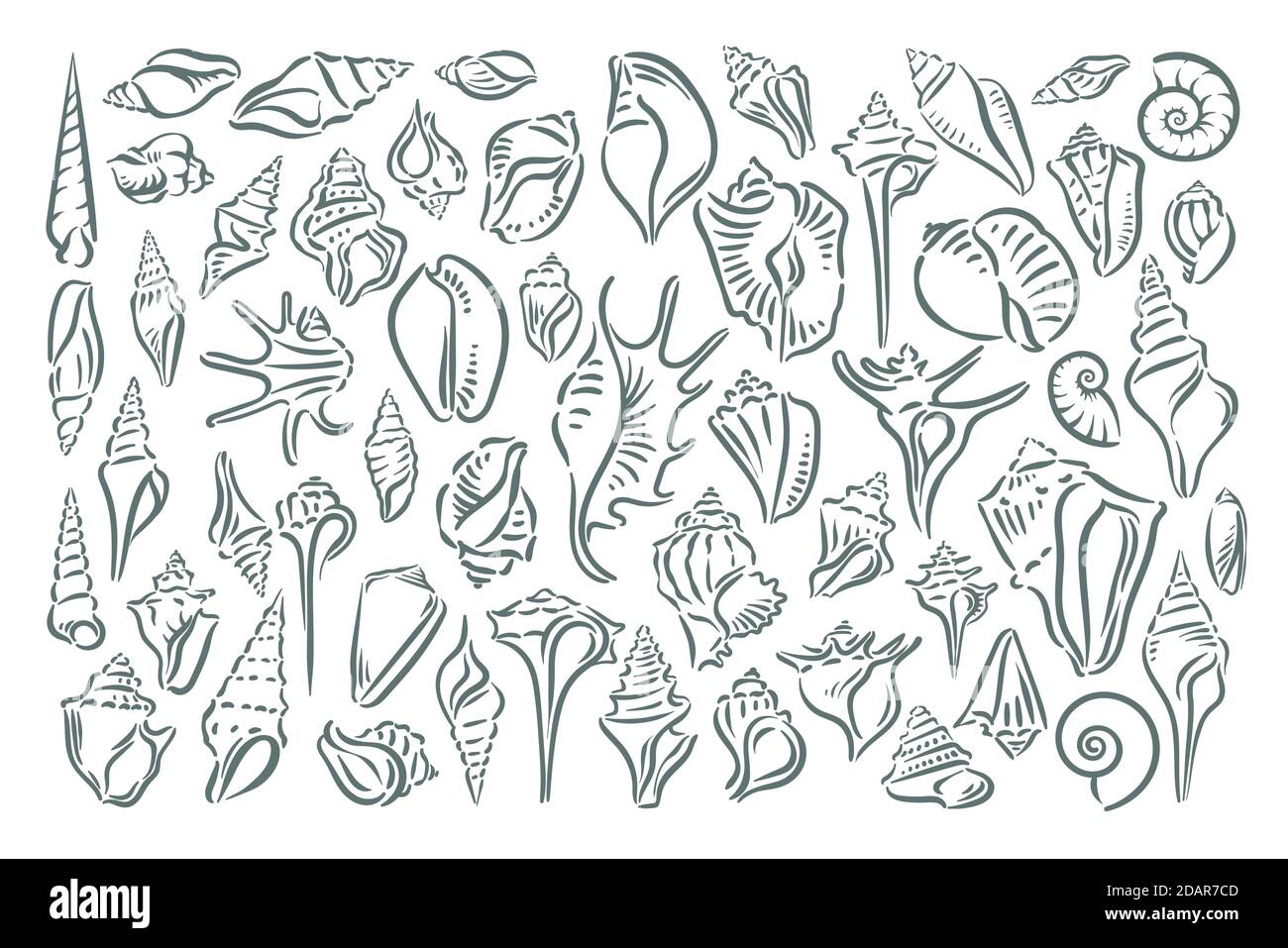 Seashell, shell, sea, mollusk, shellfish, nautical illustration Stock ...