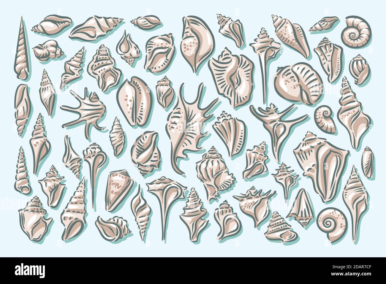 Seashell, shell, sea, mollusk, shellfish, nautical illustration Stock ...