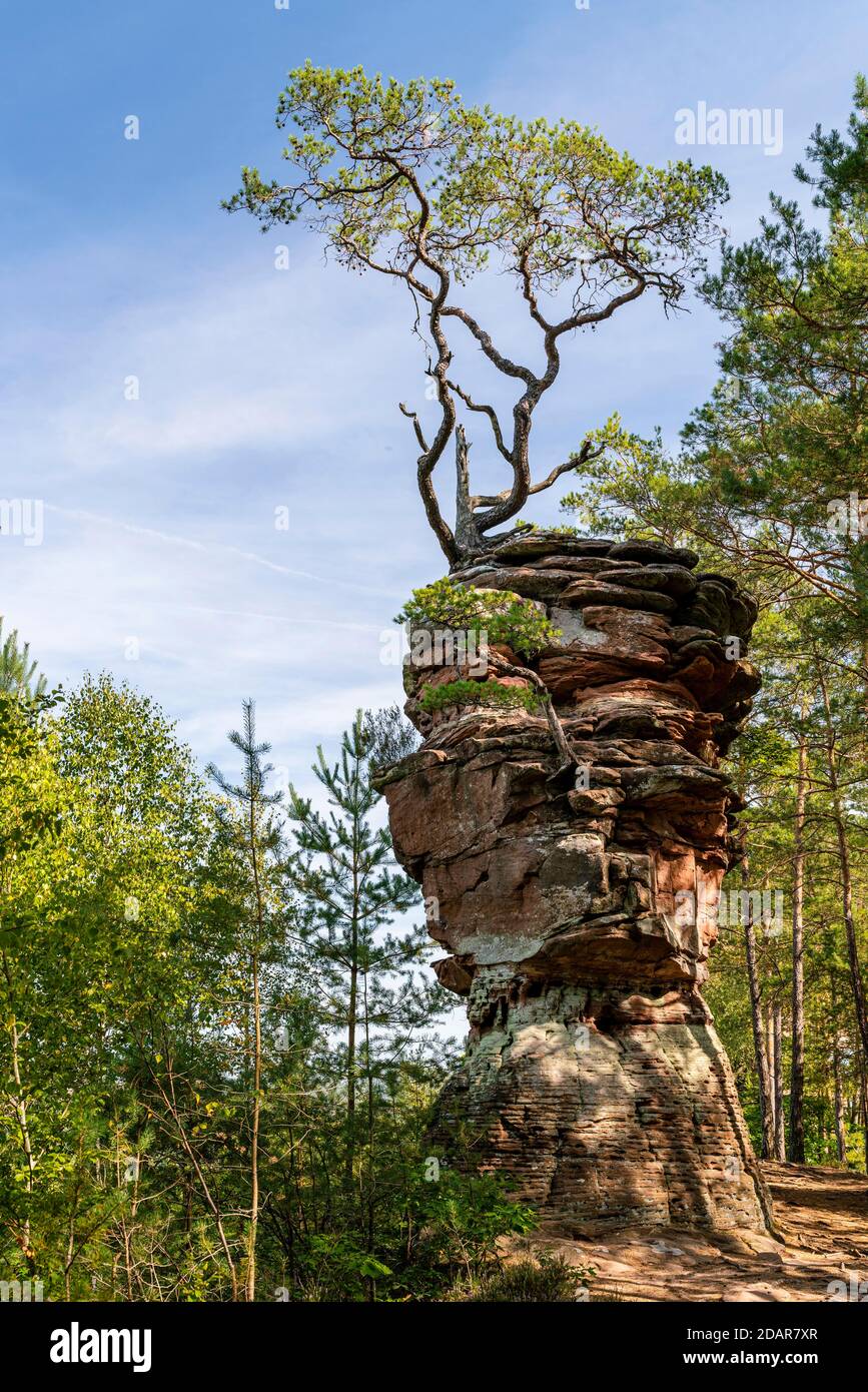 Lamb rock in the Dahner Felsland, Palatinate Forest, Rhineland ...