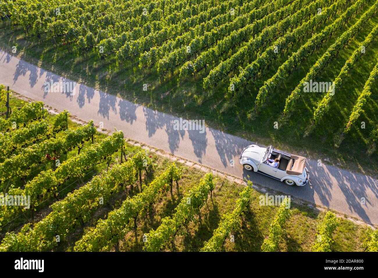 Car driving through vineyard in hi-res stock photography and images - Alamy